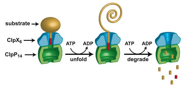 Cellular Depletion of Biomolecular Targets - 32372 - University of ...